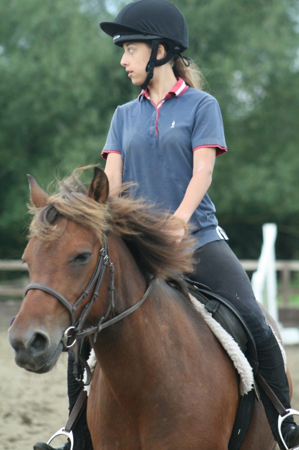 Livery – Willow Farm Equestrian Centre